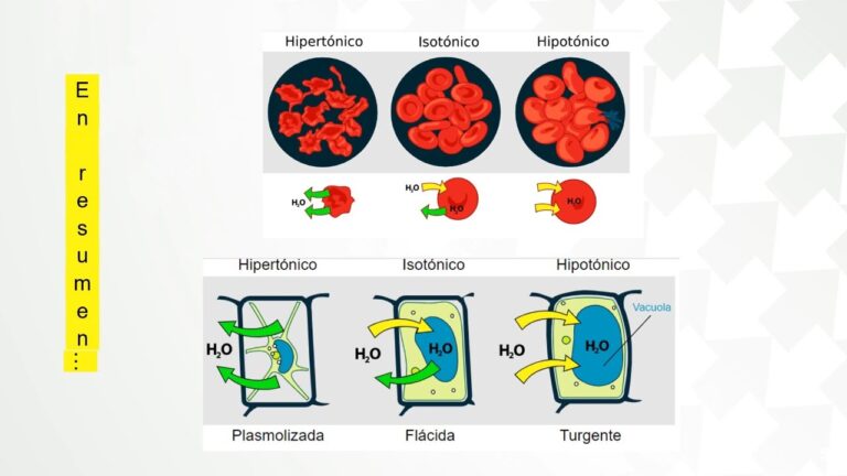 Descubre ejemplos prácticos de solución isotónica en la vida diaria ...