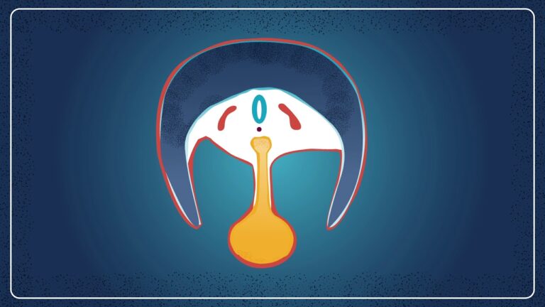 La Importancia de la Capa Externa de la Gástrula del Embrión Animal ...