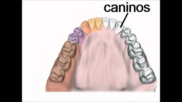 Descubre qué son los dientes y sus partes principales: ¡Todo lo que ...